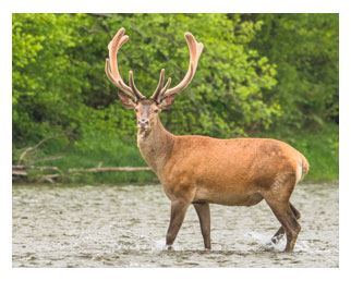 Elk Viewing - Pigeon River Country State Forest